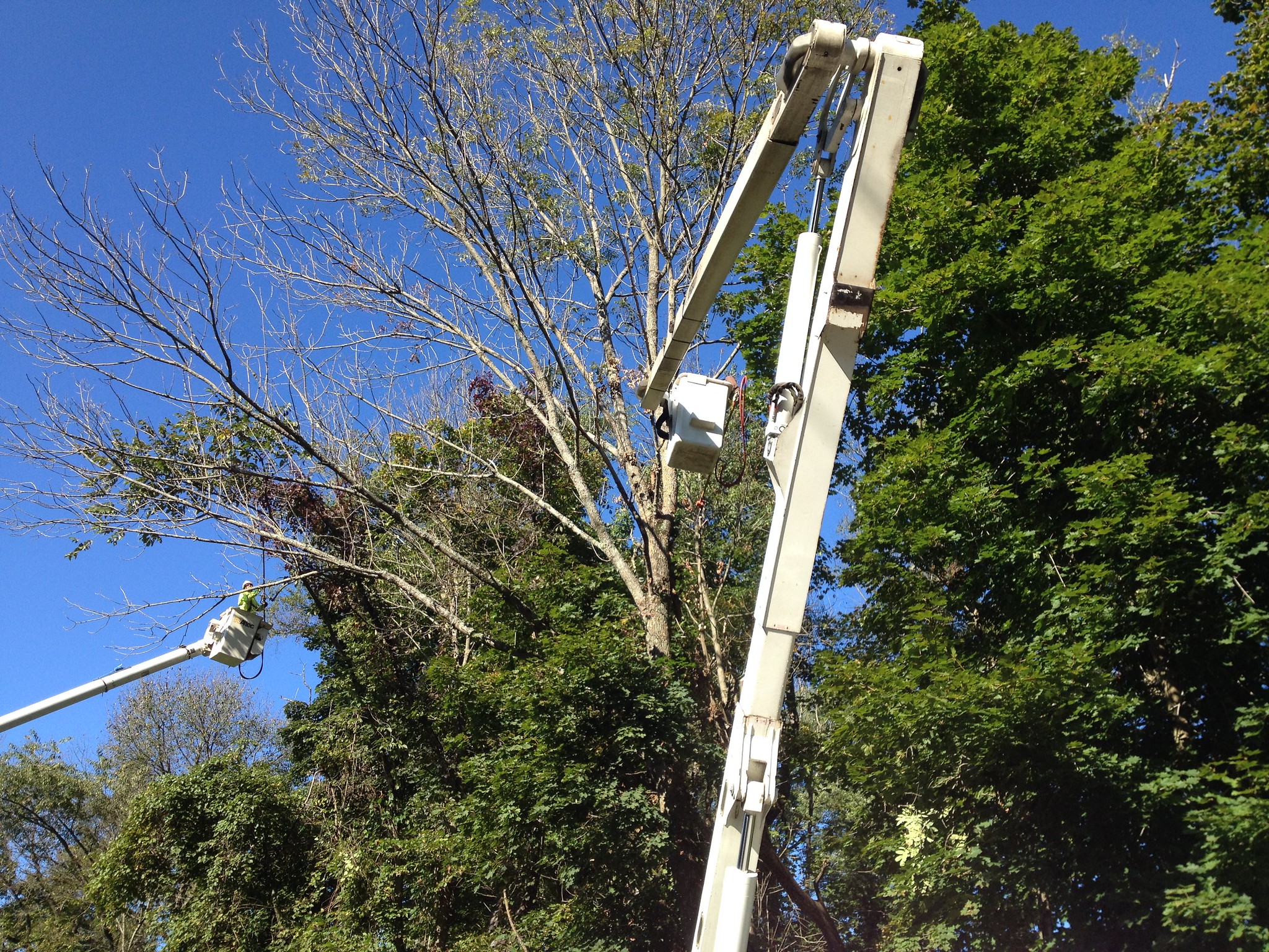Tree Health and Beauty: Definitive Guide to Pruning in Tempe, AZ - AZ ...